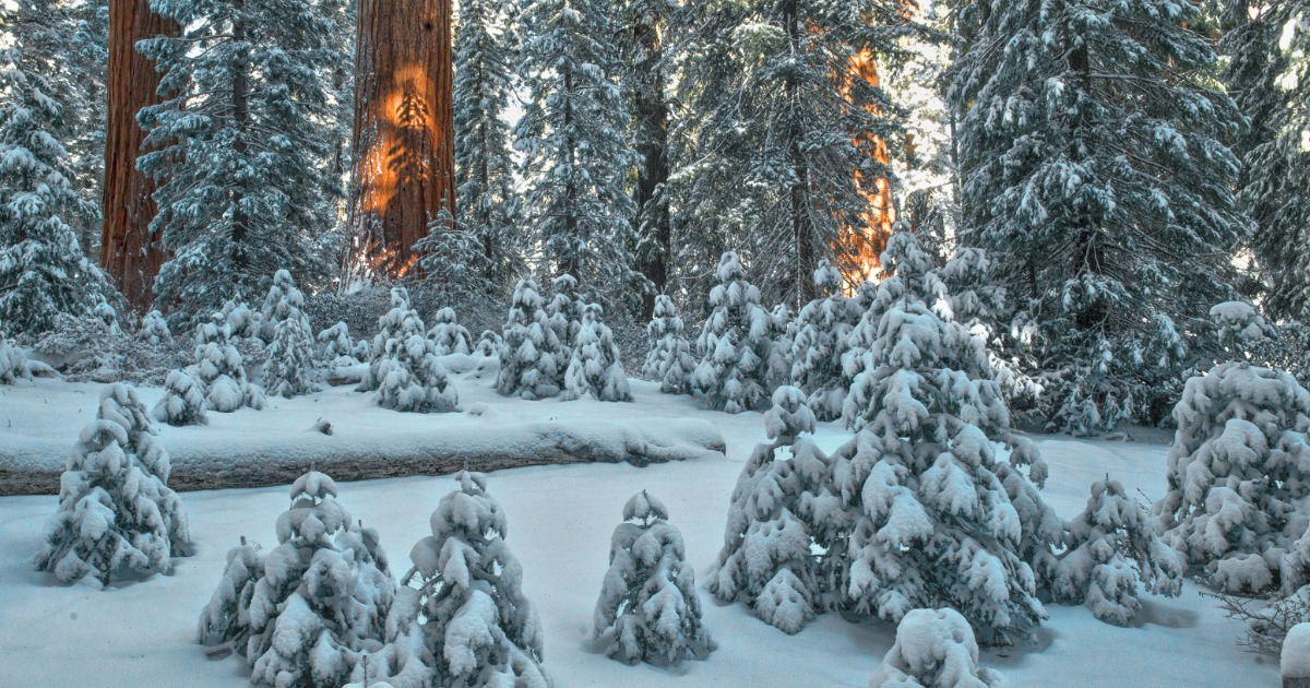Visit Sequoia & Kings Canyon National Park This Winter